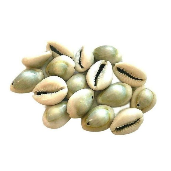 exceptionalbeauty | Jewelry | 3natural Cowrie Cowry India Money ...